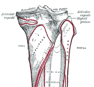 Caput fibulae / Wadenbeinkopf – Anatomie und Aufbau | Med-Library.com